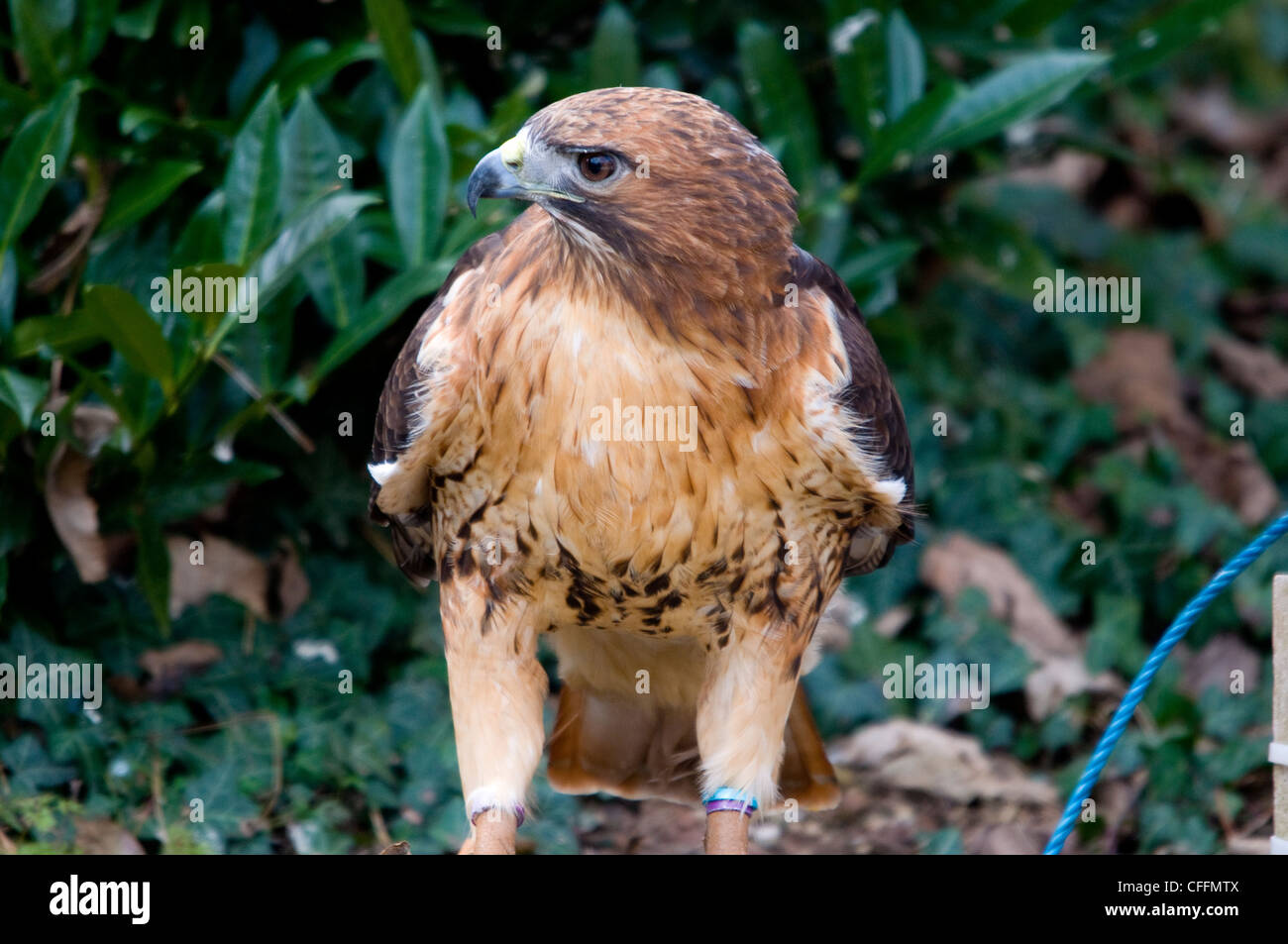 American red tail hawk Stock Photo - Alamy