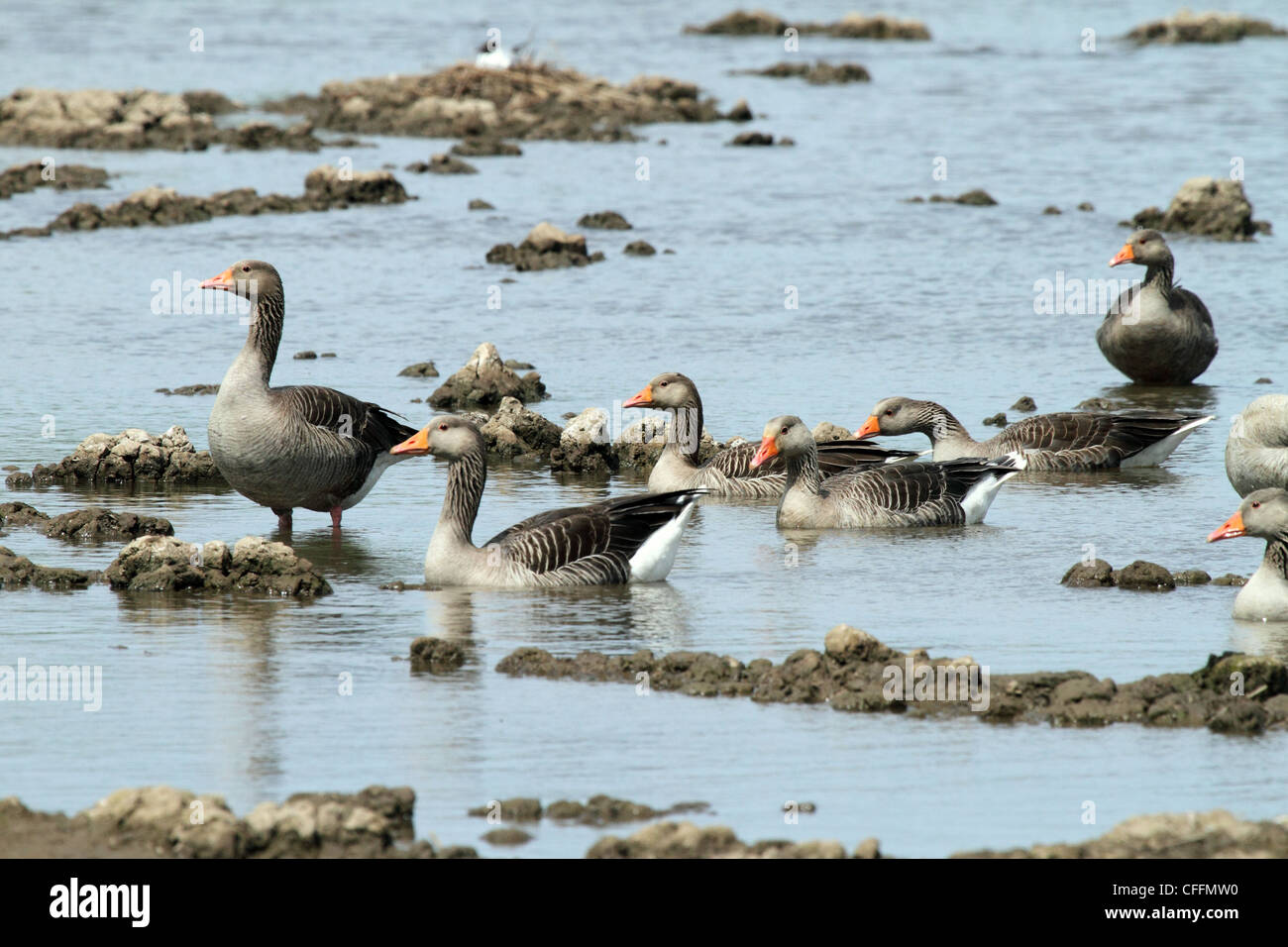 Greylag Goose (Anser anser Stock Photo - Alamy