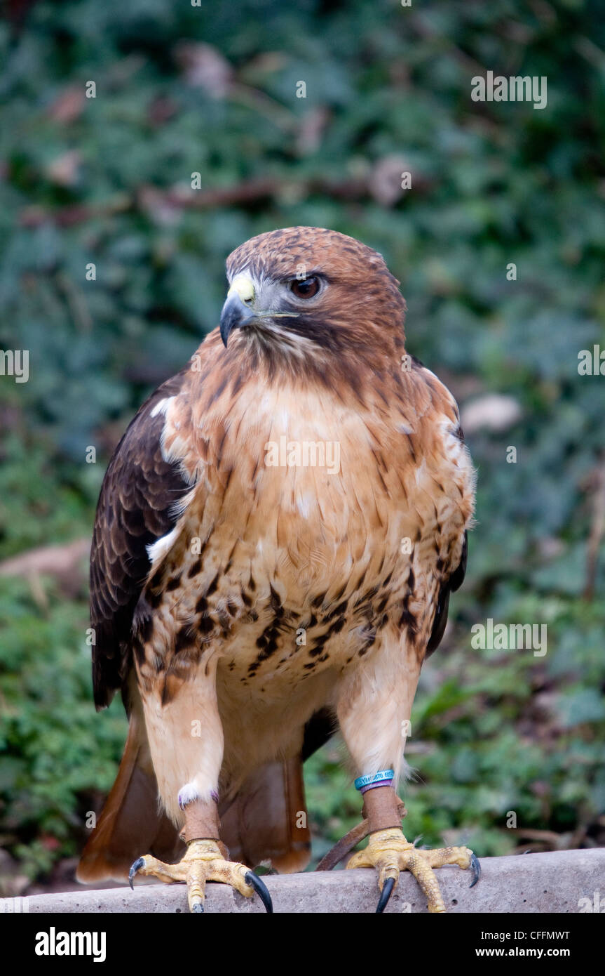 American tail hi-res stock photography and images - Alamy