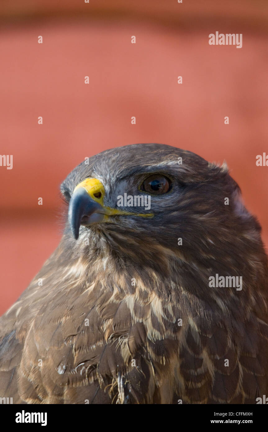 English Buzzard (Male Stock Photo - Alamy
