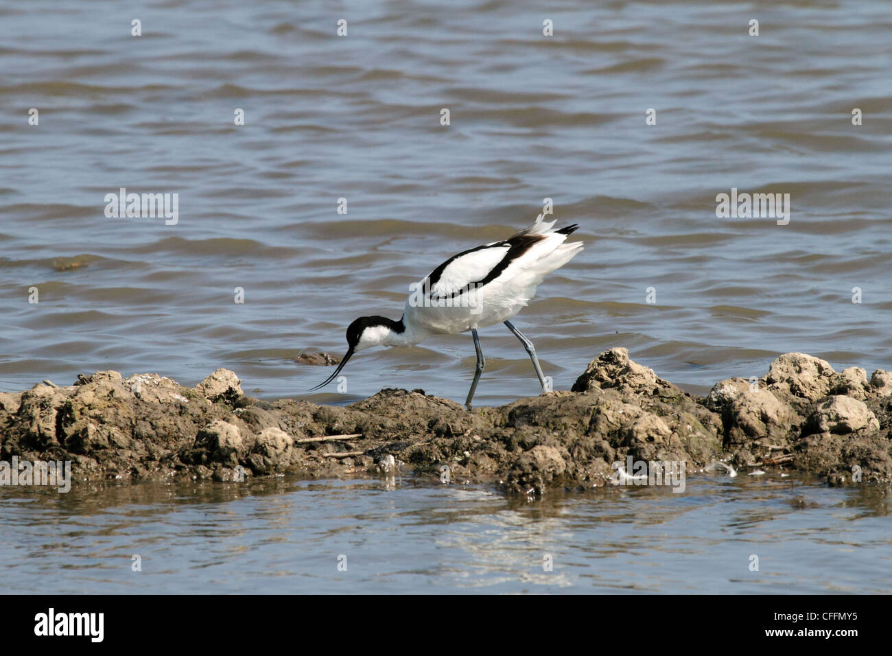 Avocet (Recurvirostra avosetta Stock Photo - Alamy