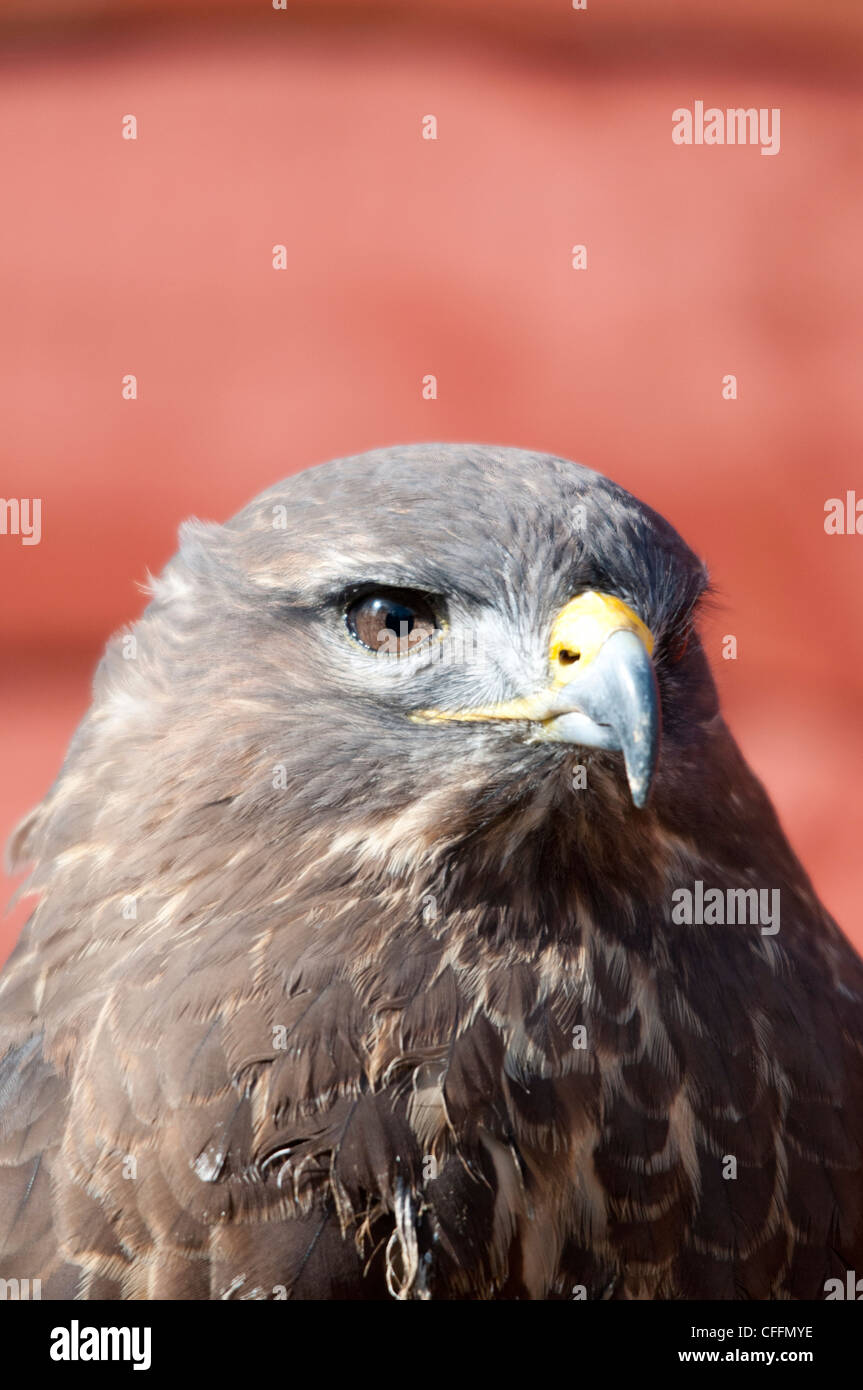 English Buzzard (Male Stock Photo - Alamy