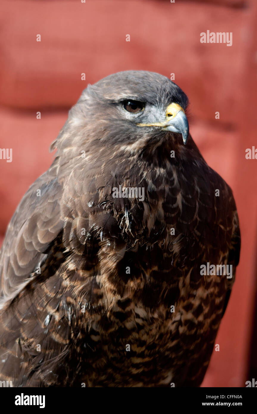 English Buzzard (Male Stock Photo - Alamy