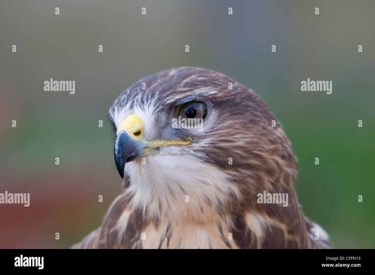 Buzzard Eye High Resolution Stock Photography and Images - Alamy