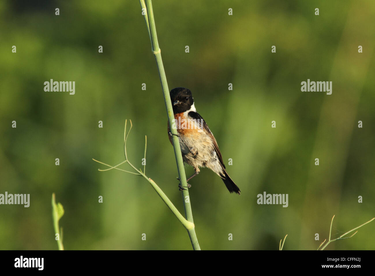 Stonechat (Saxicola torquata) - male in typical pose Stock Photo - Alamy