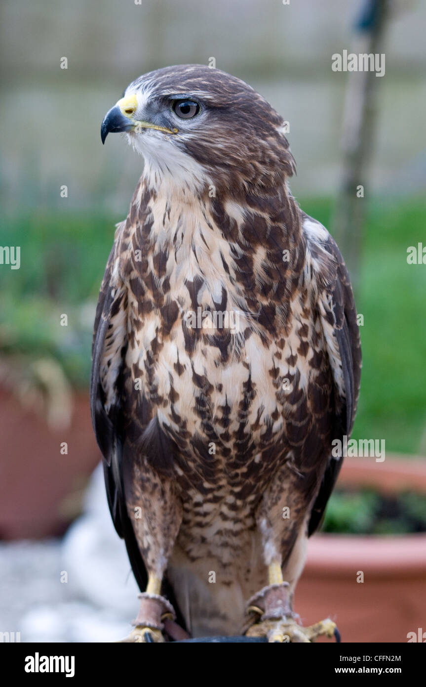 An american tail hi-res stock photography and images - Alamy