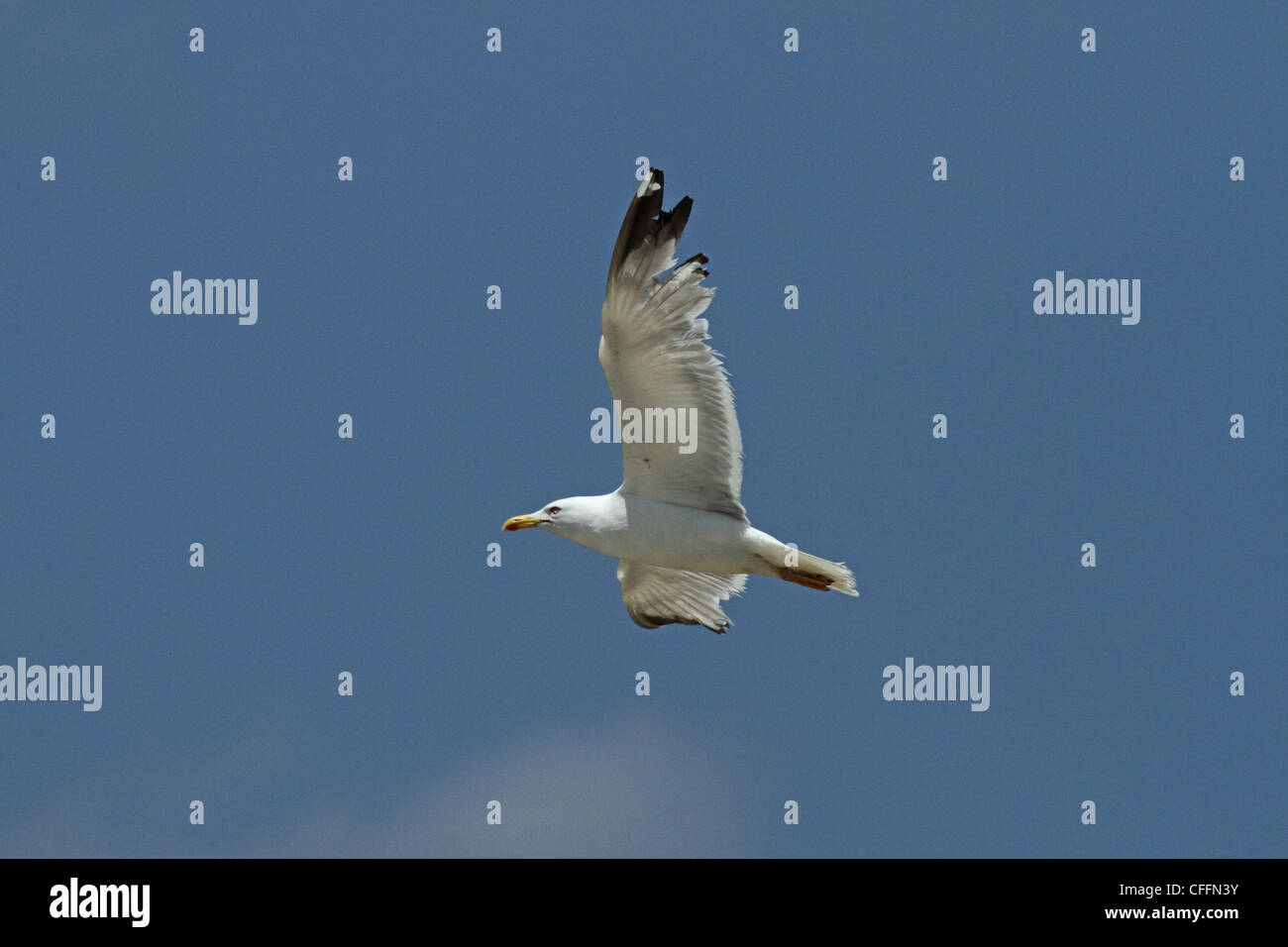 Yellow-legged Gull (Larus cachinnans) - in flight. Menorca, Spain Stock ...