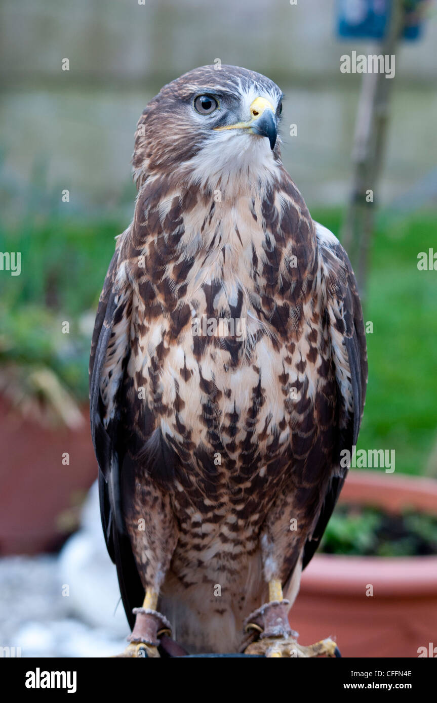 American red tail hawk Stock Photo - Alamy