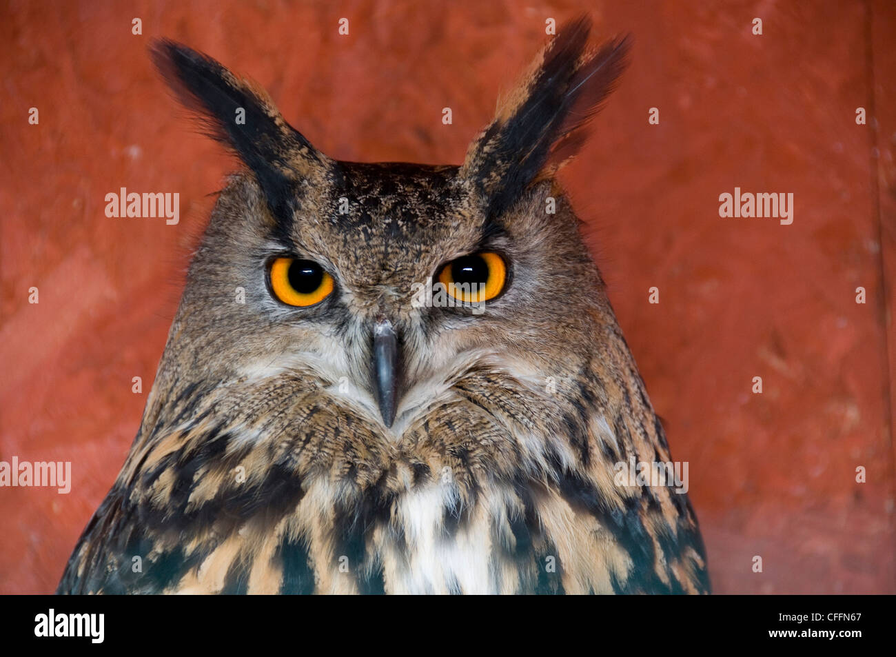 European Eagle Owl Stock Photo - Alamy