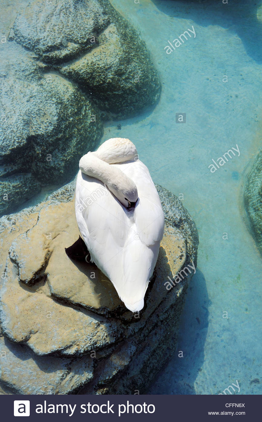 Swan Position Stock Photos & Swan Position Stock Images - Alamy