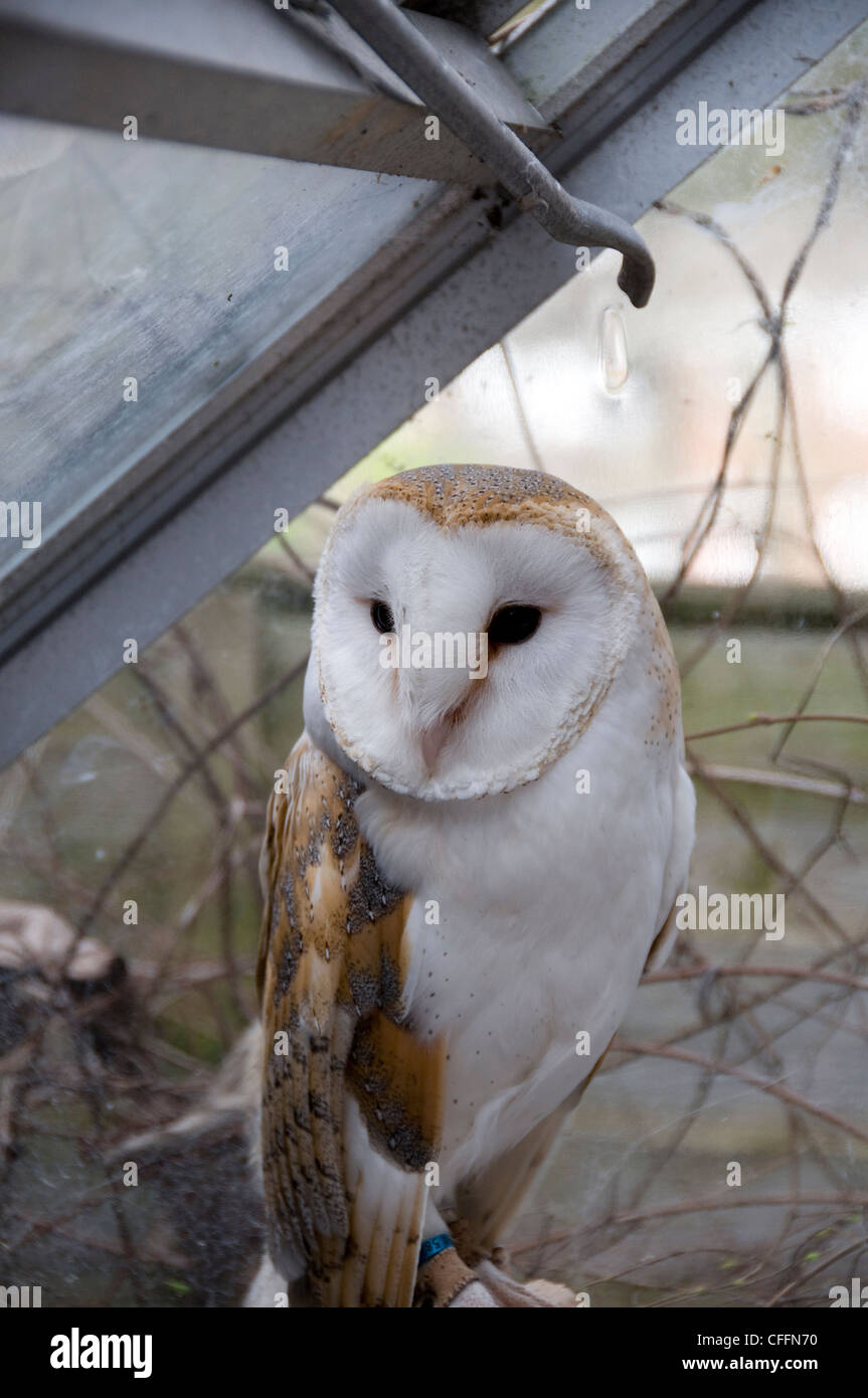English barn owl Stock Photo - Alamy