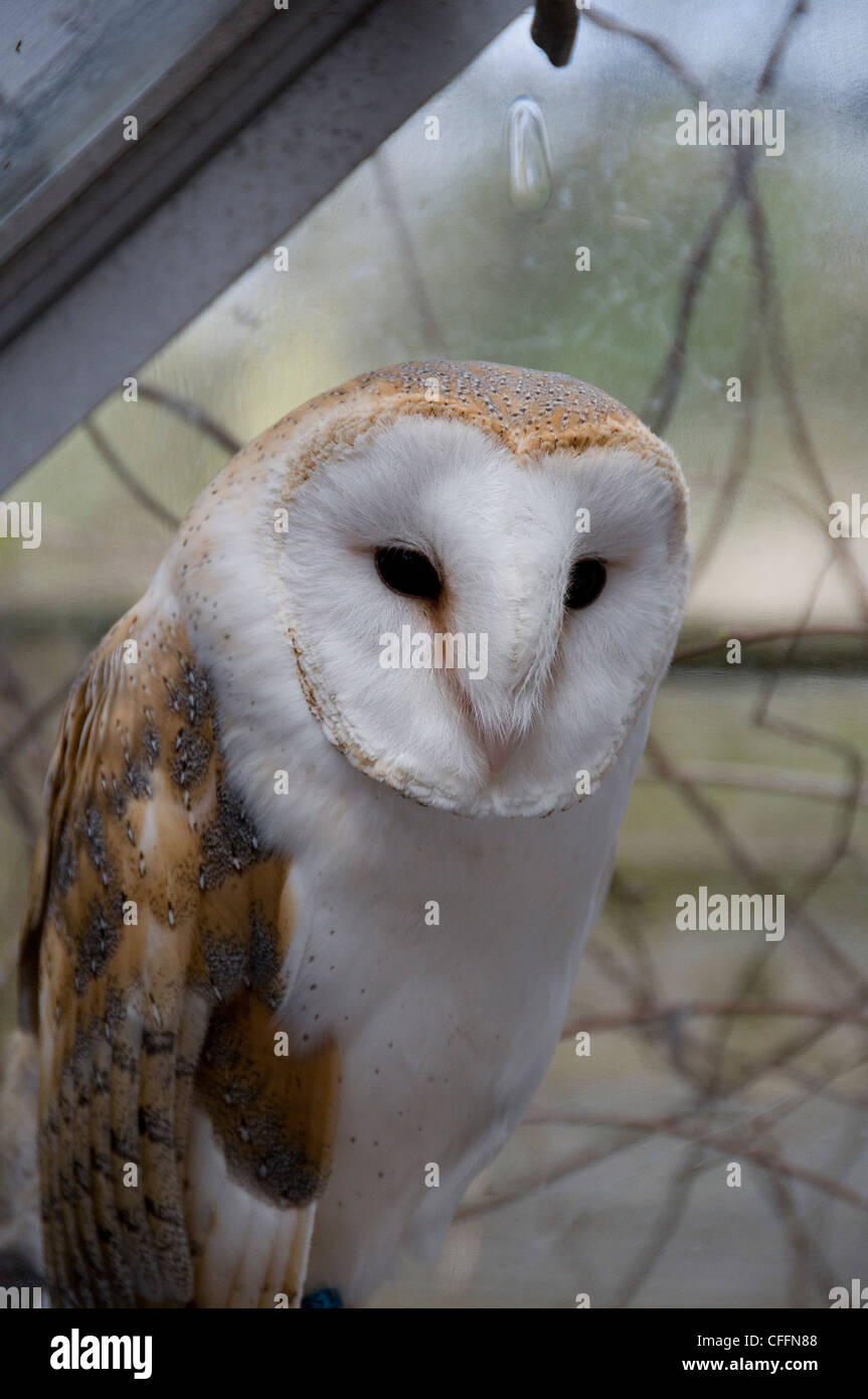 English barn owl Stock Photo - Alamy
