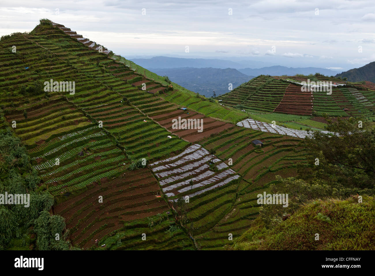 Terrace fields and farms, Java, South Pacific, Indonesia, Southeast ...