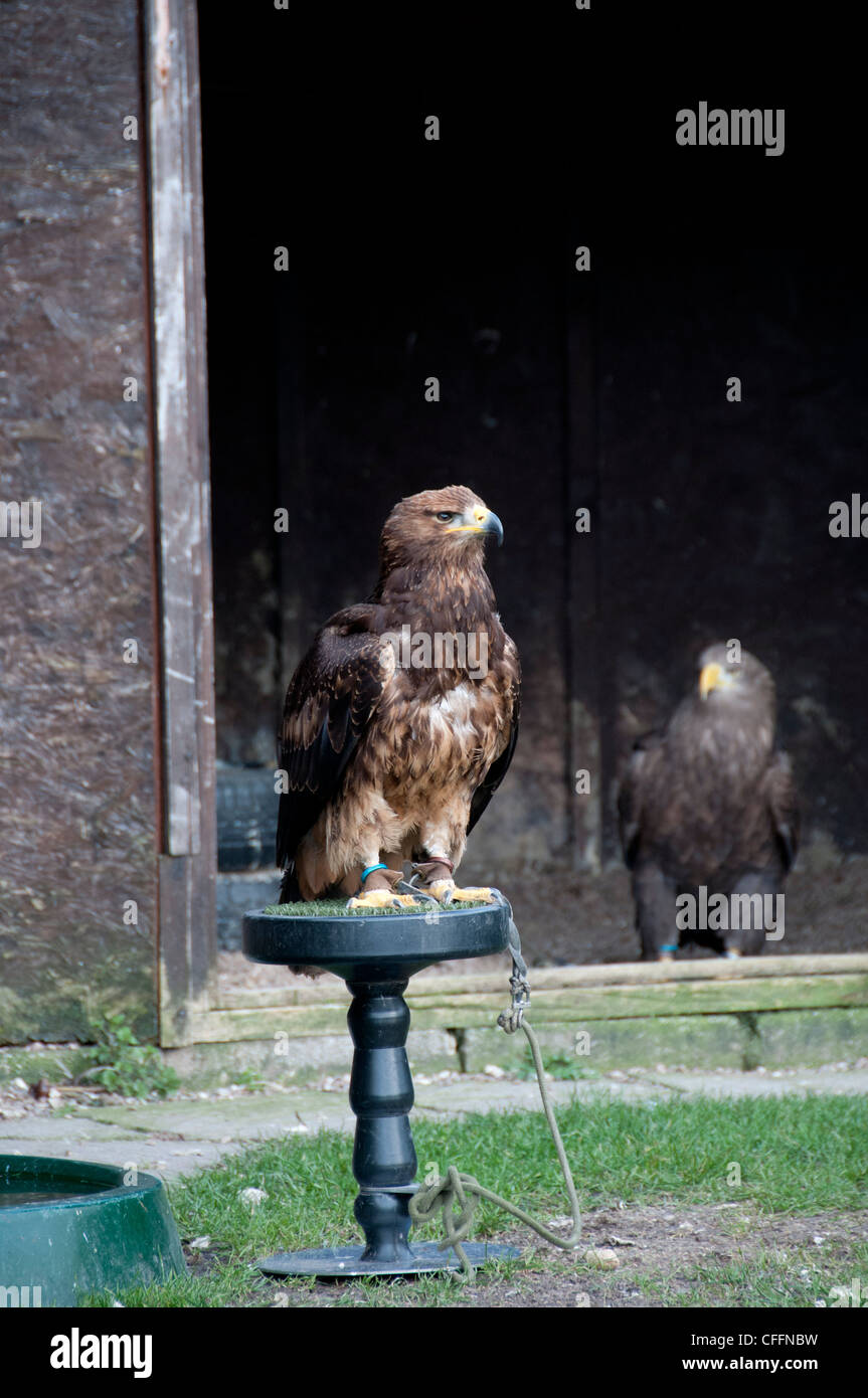An american tail hi-res stock photography and images - Alamy
