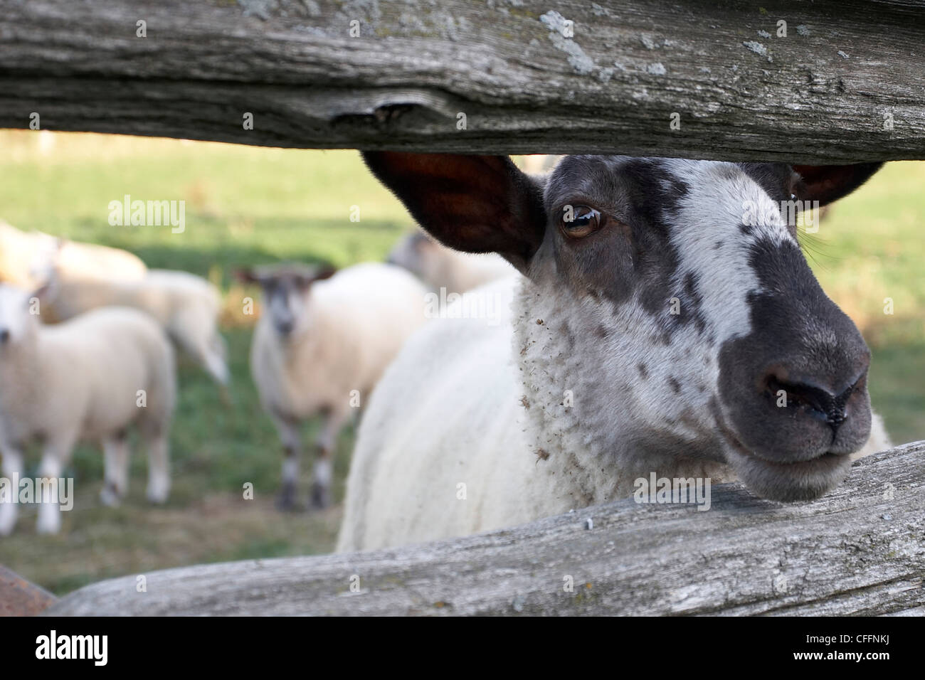 Spot the black sheep hi-res stock photography and images - Alamy