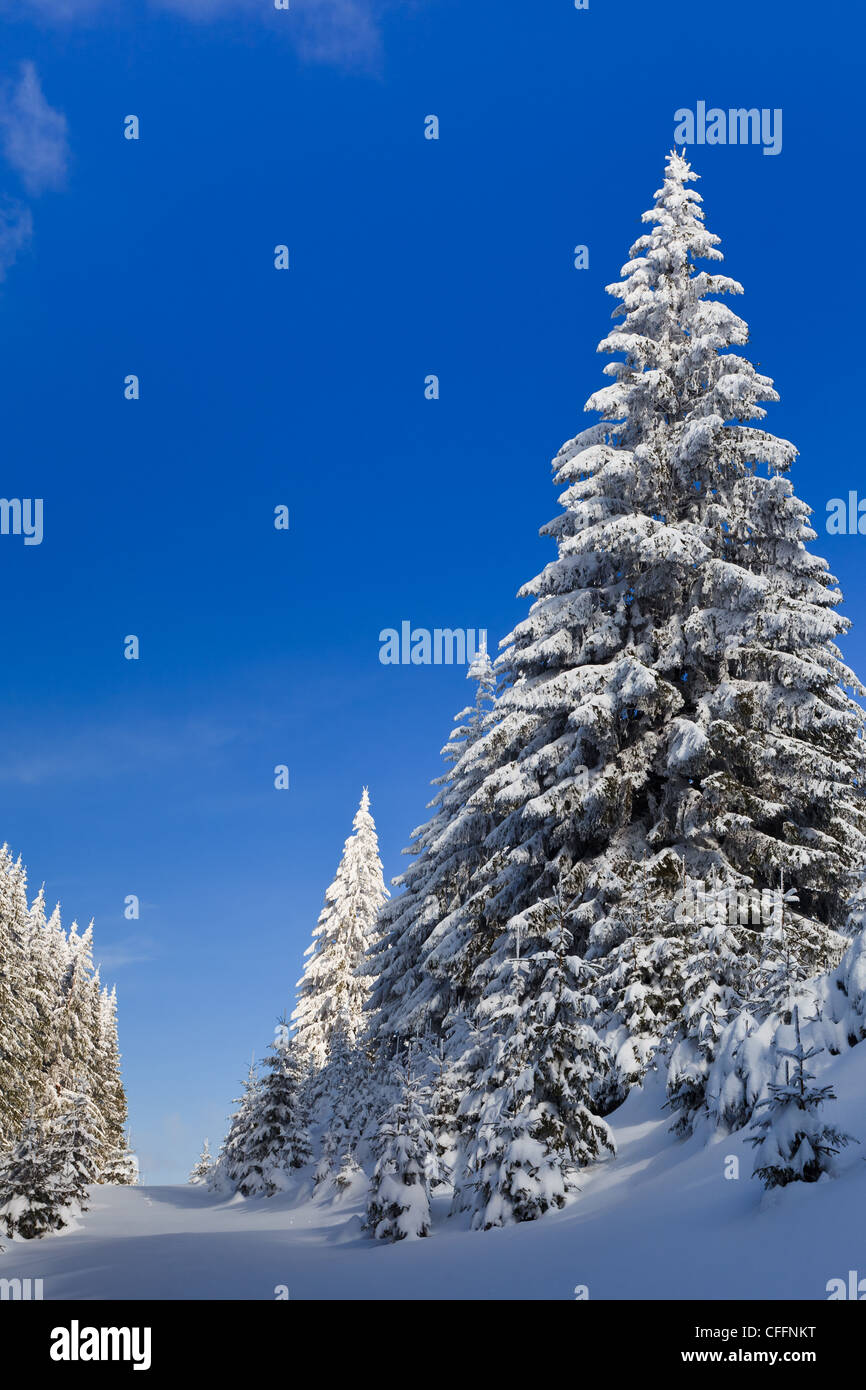 pins with snow Stock Photo - Alamy