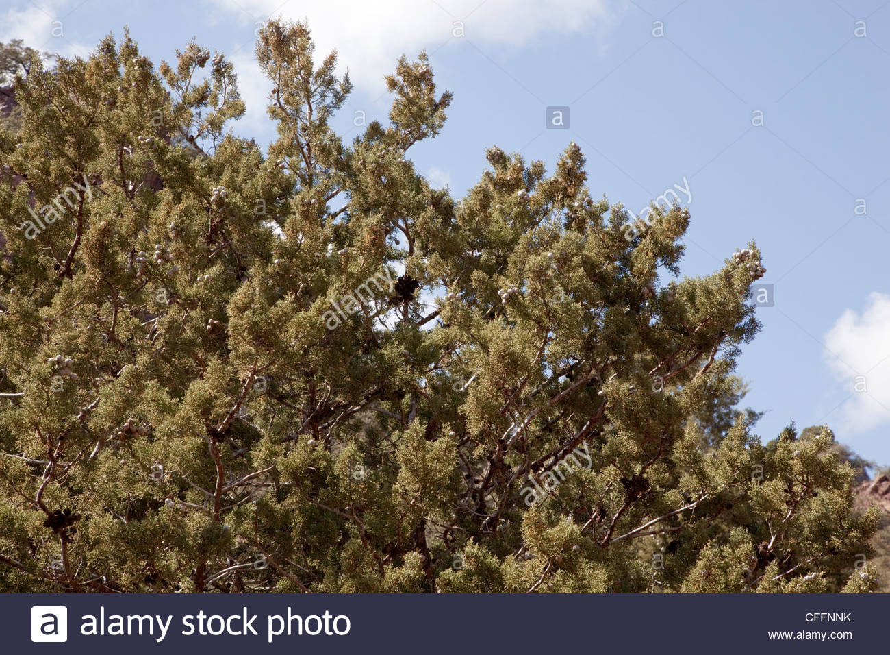 Arizona Cypress Stock Photos & Arizona Cypress Stock Images - Alamy
