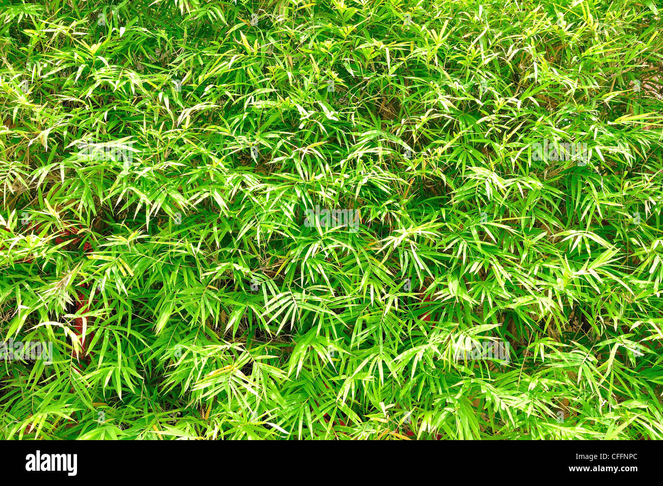 Bamboo Leaves Texture