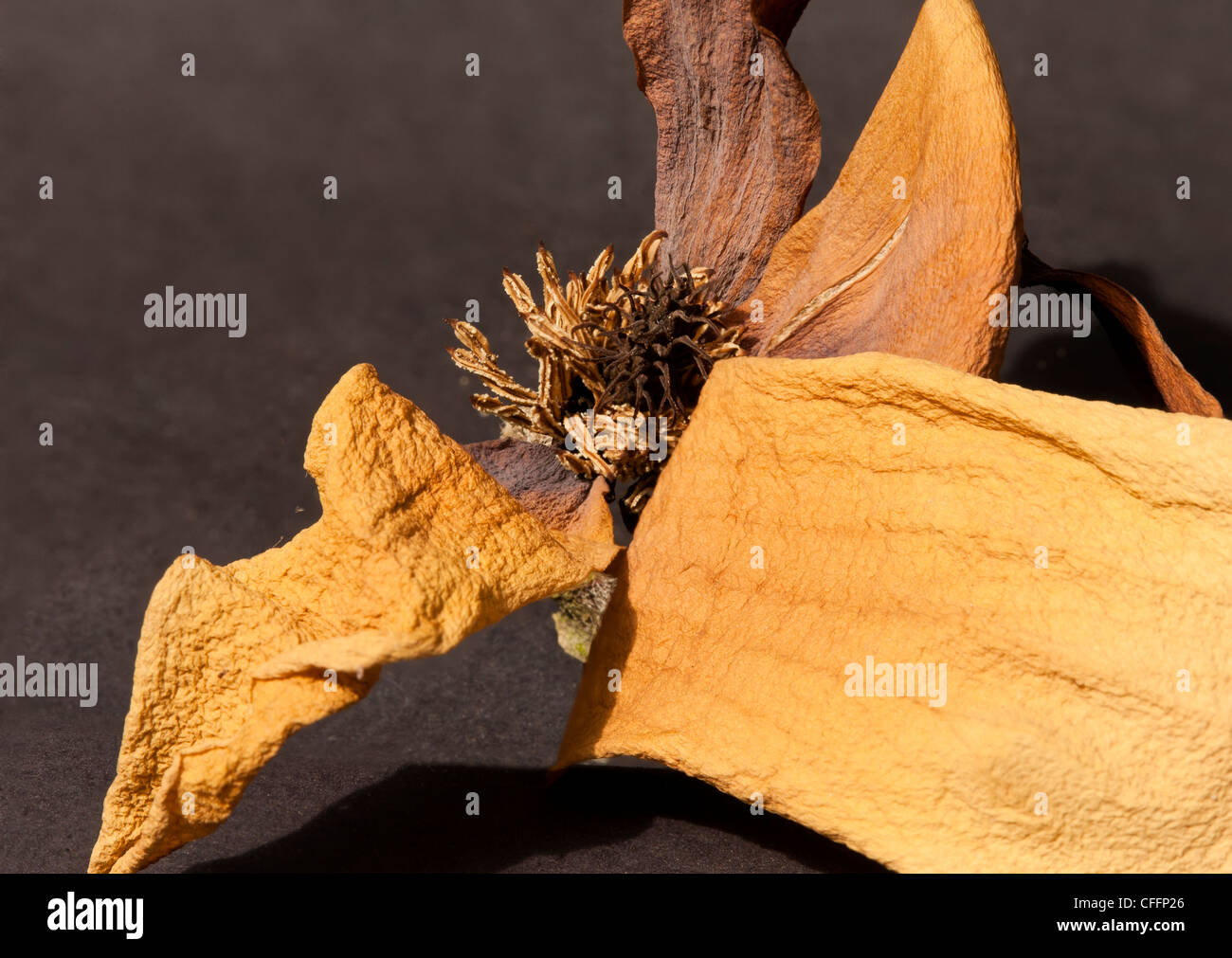 Dried golden brown magnolia flower head Stock Photo - Alamy