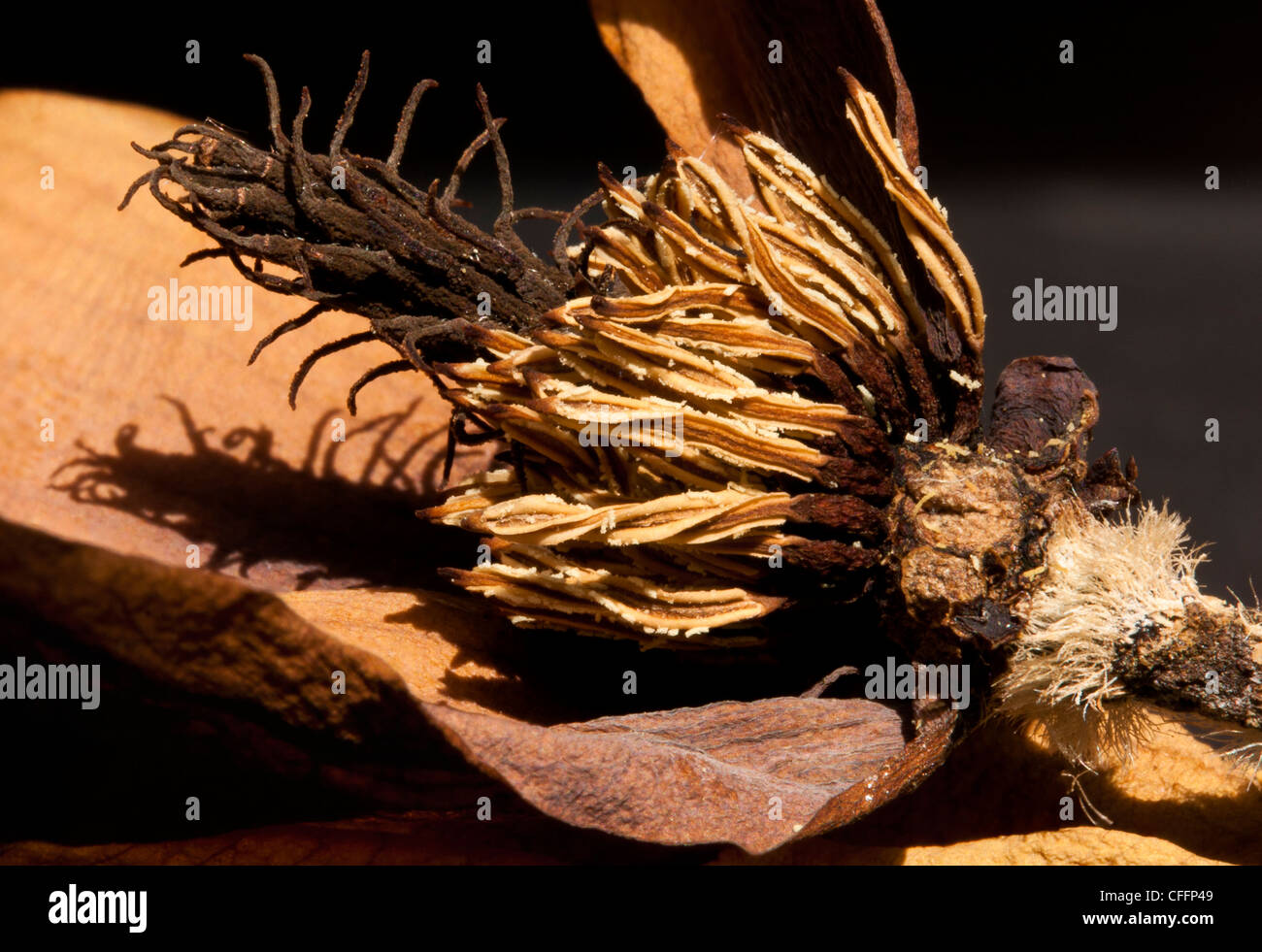 Dead head flower hi-res stock photography and images - Alamy