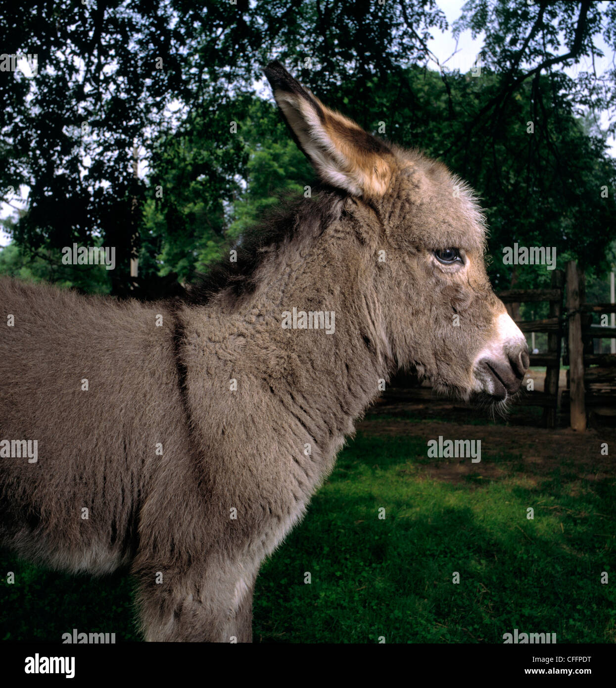 Donkey on Farm Stock Photo - Alamy