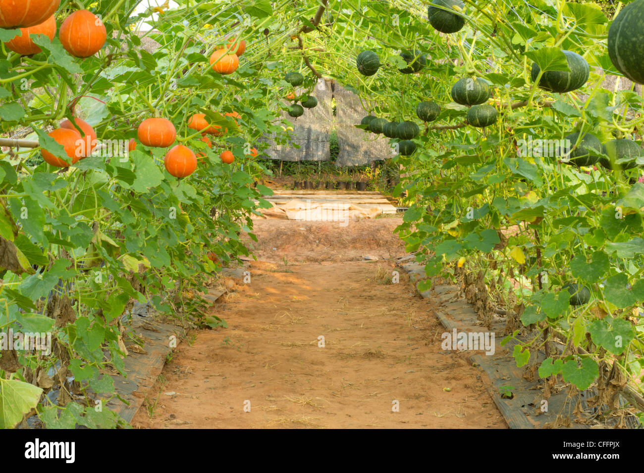 Pumpkin tree hi-res stock photography and images - Alamy