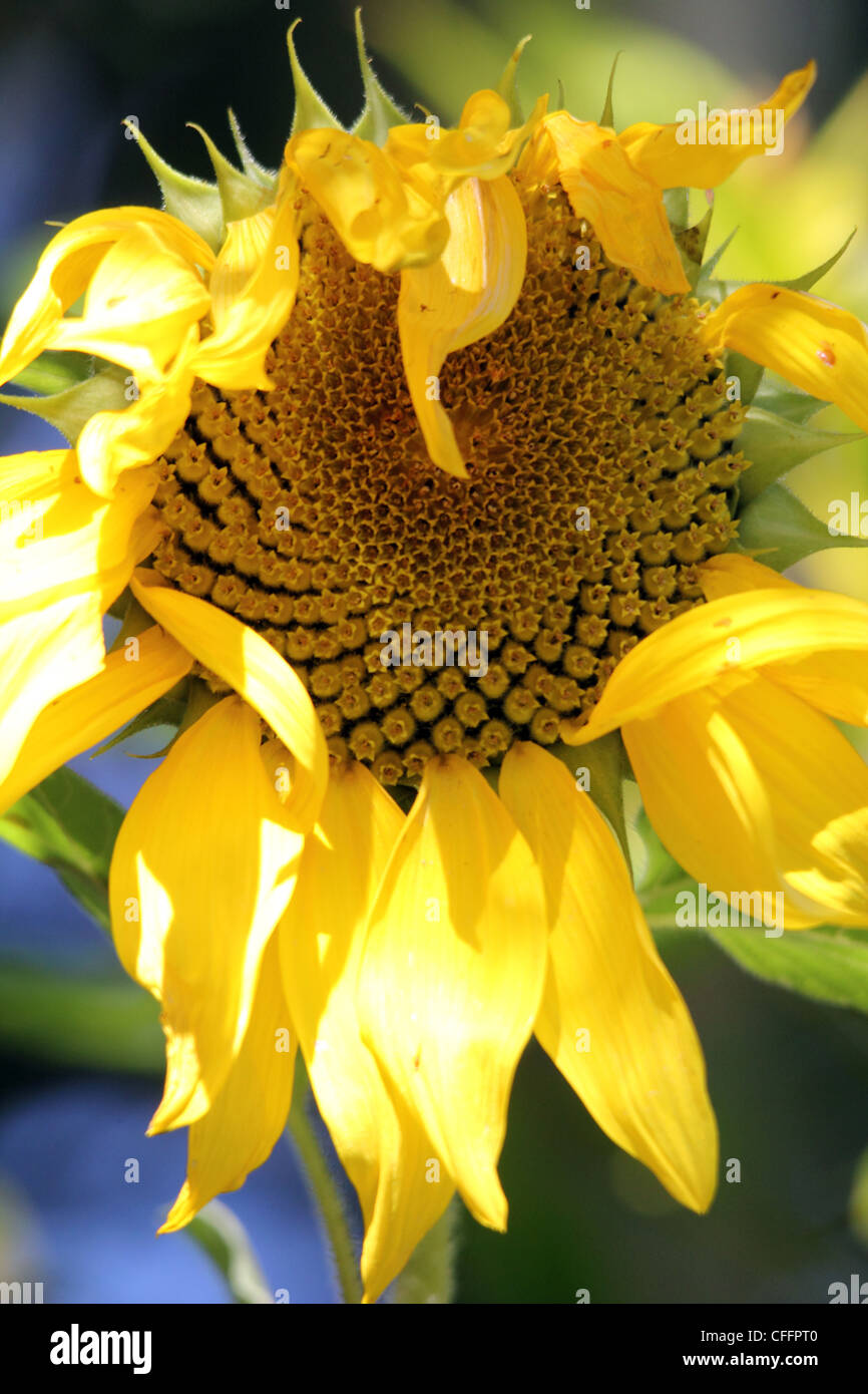 Decaying sunflower hi-res stock photography and images - Alamy