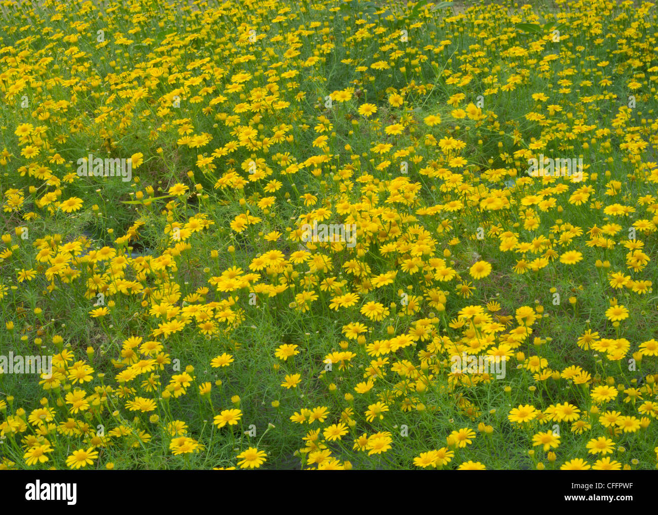 Carpet daisy hi-res stock photography and images - Alamy