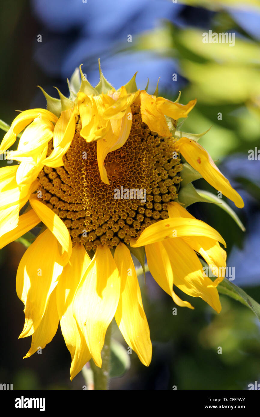 DECAYING SUNFLOWER PLANT WITH FOLDED PETALS BDA Stock Photo - Alamy