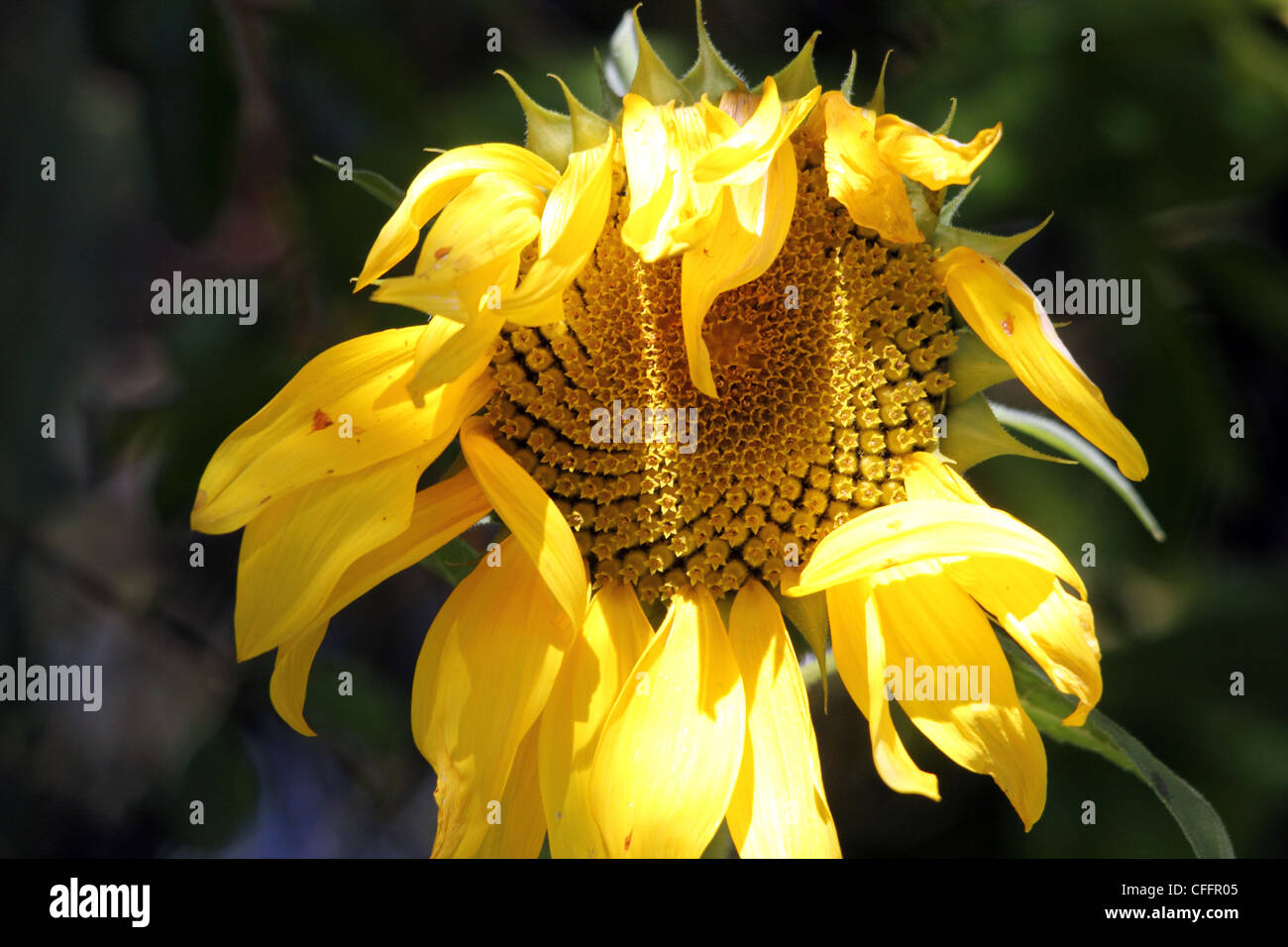 Decaying sunflower hi-res stock photography and images - Alamy