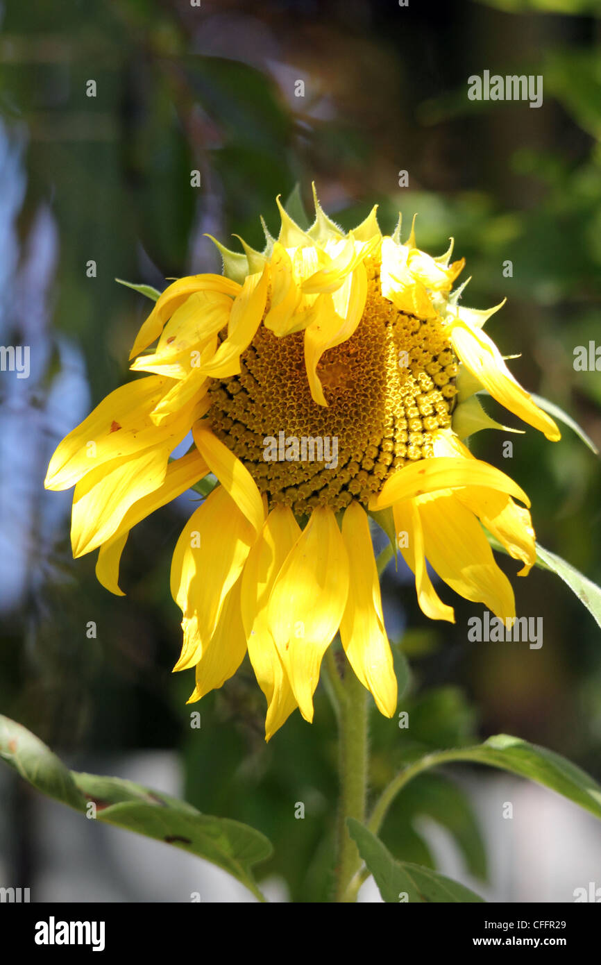 DECAYING SUNFLOWER PLANT WITH FOLDED PETALS BDA Stock Photo - Alamy