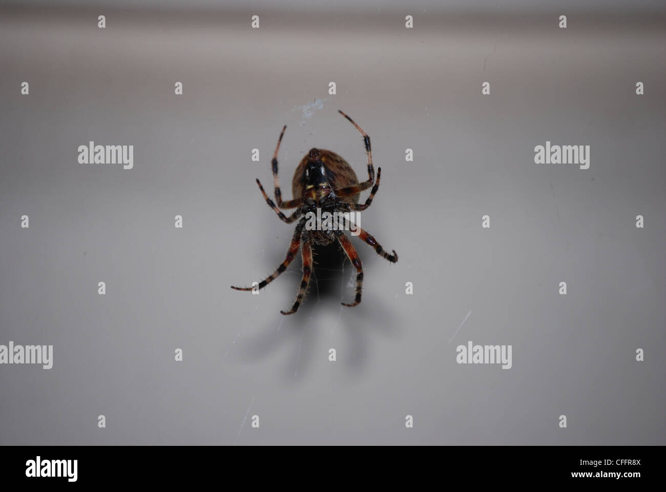 Hanging spider hi-res stock photography and images - Alamy