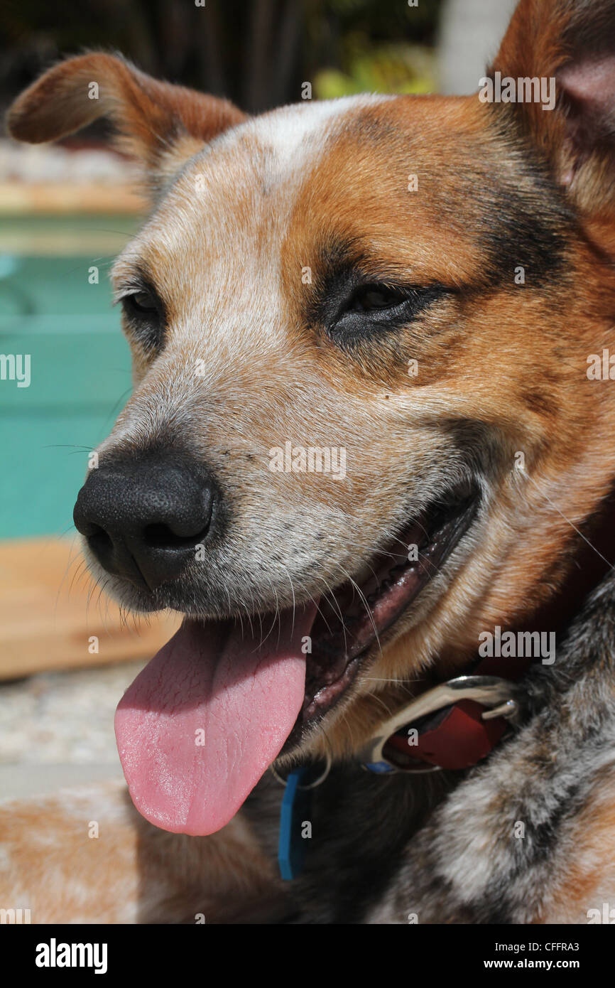 A CATTLE DOG CROSS BREED SITTING BY THE SIDE OF A SWIMMING POOL BDA ...