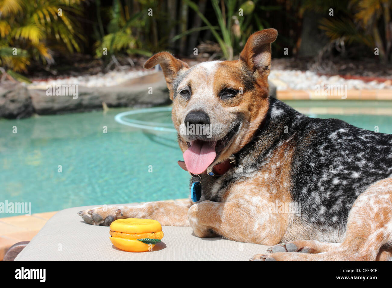 A CATTLE DOG CROSS BREED SITTING BY THE SIDE OF A SWIMMING POOL BDA ...