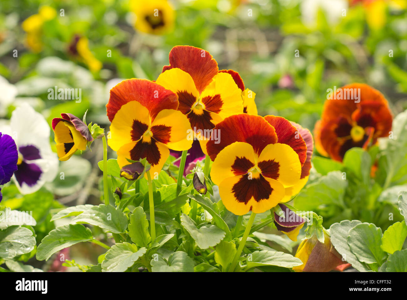 beautiful pansy Stock Photo - Alamy