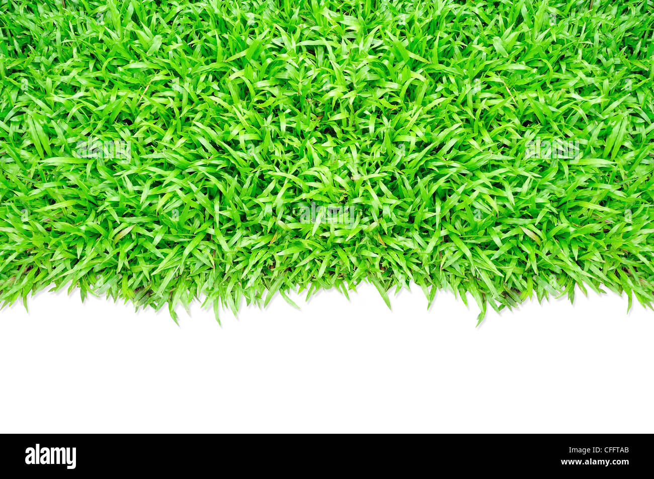 Grass frame isolated in white background Stock Photo - Alamy