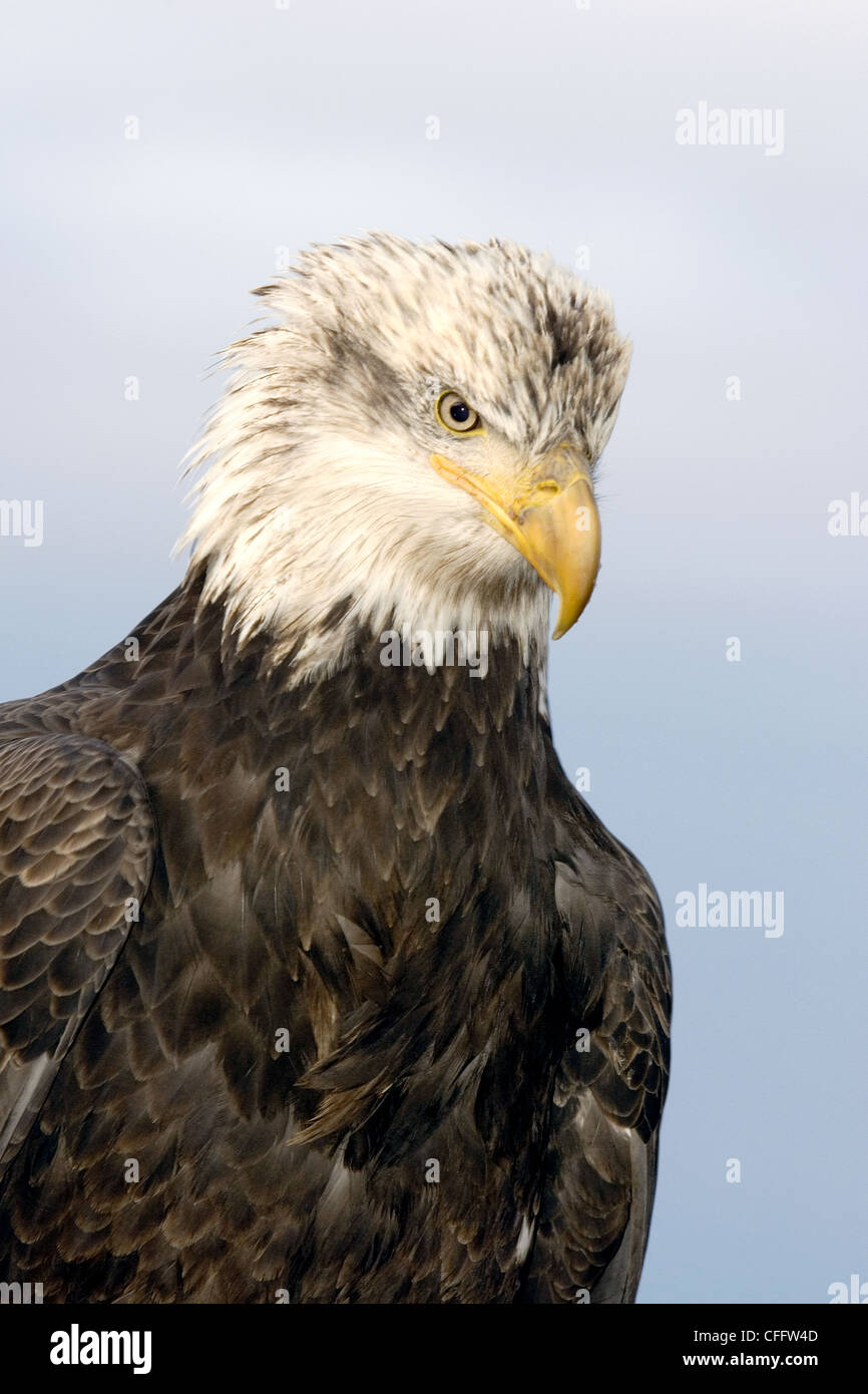 Juvenile Bald Eagle Stock Photos & Juvenile Bald Eagle Stock Images - Alamy