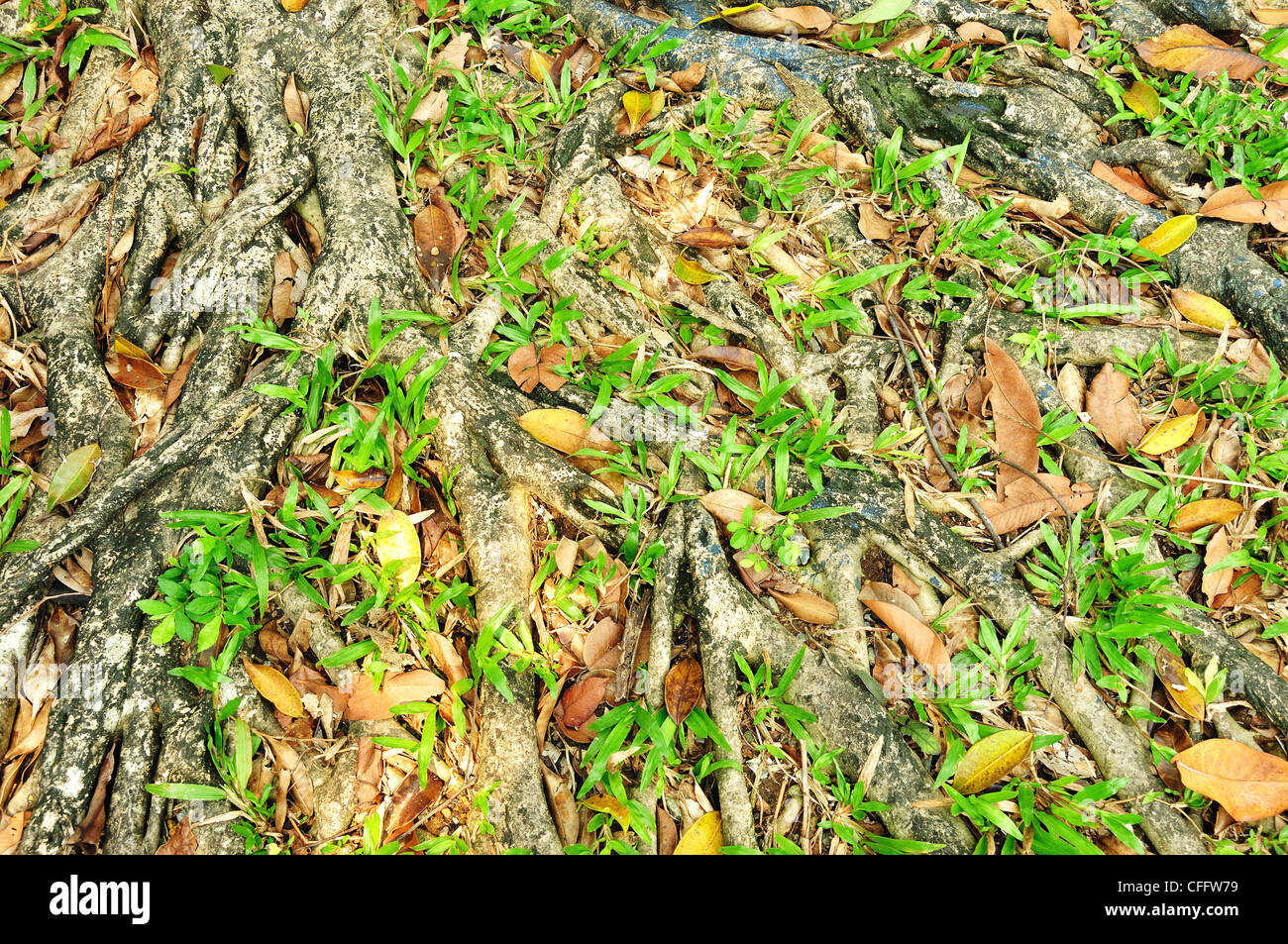 Forest tree with roots Stock Photo - Alamy