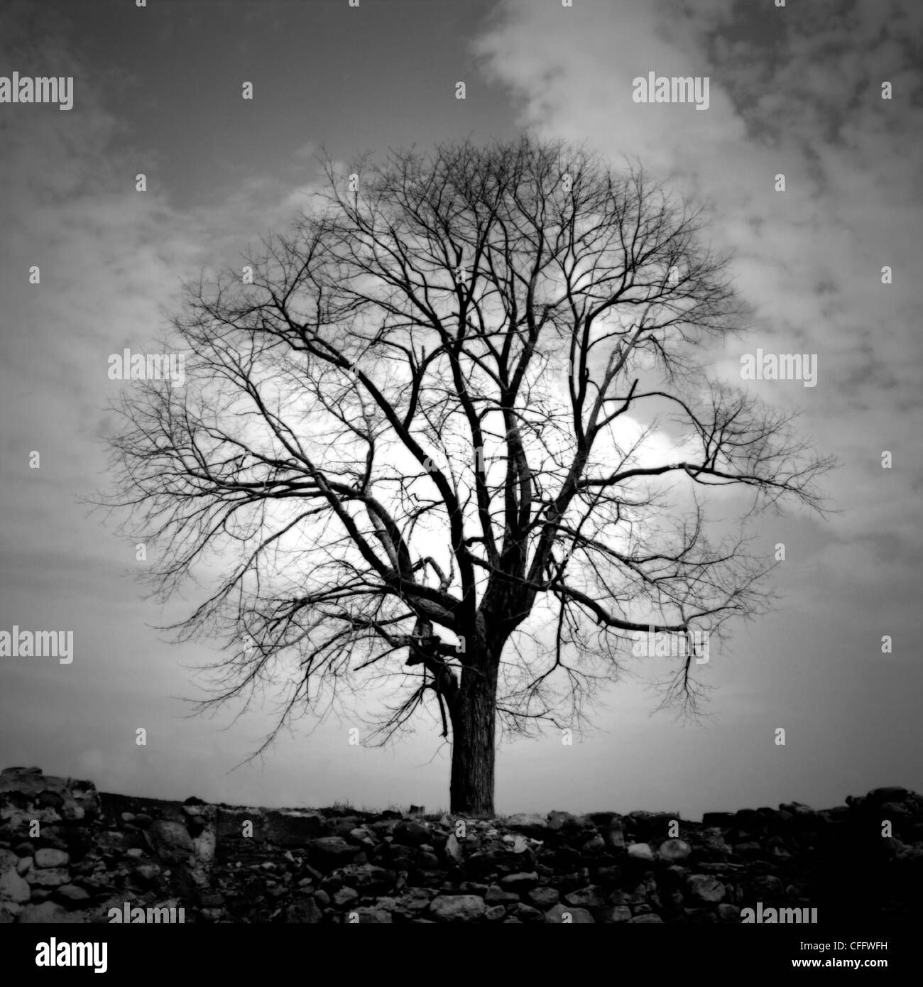 Single Tree, B/W Stock Photo - Alamy