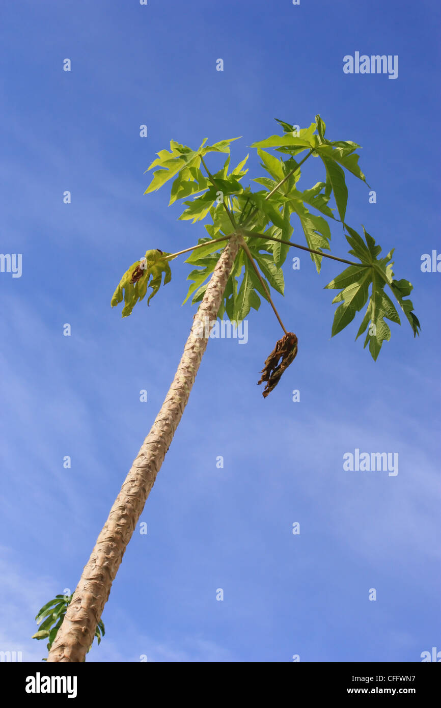 Yellow papaya tree hi-res stock photography and images - Alamy