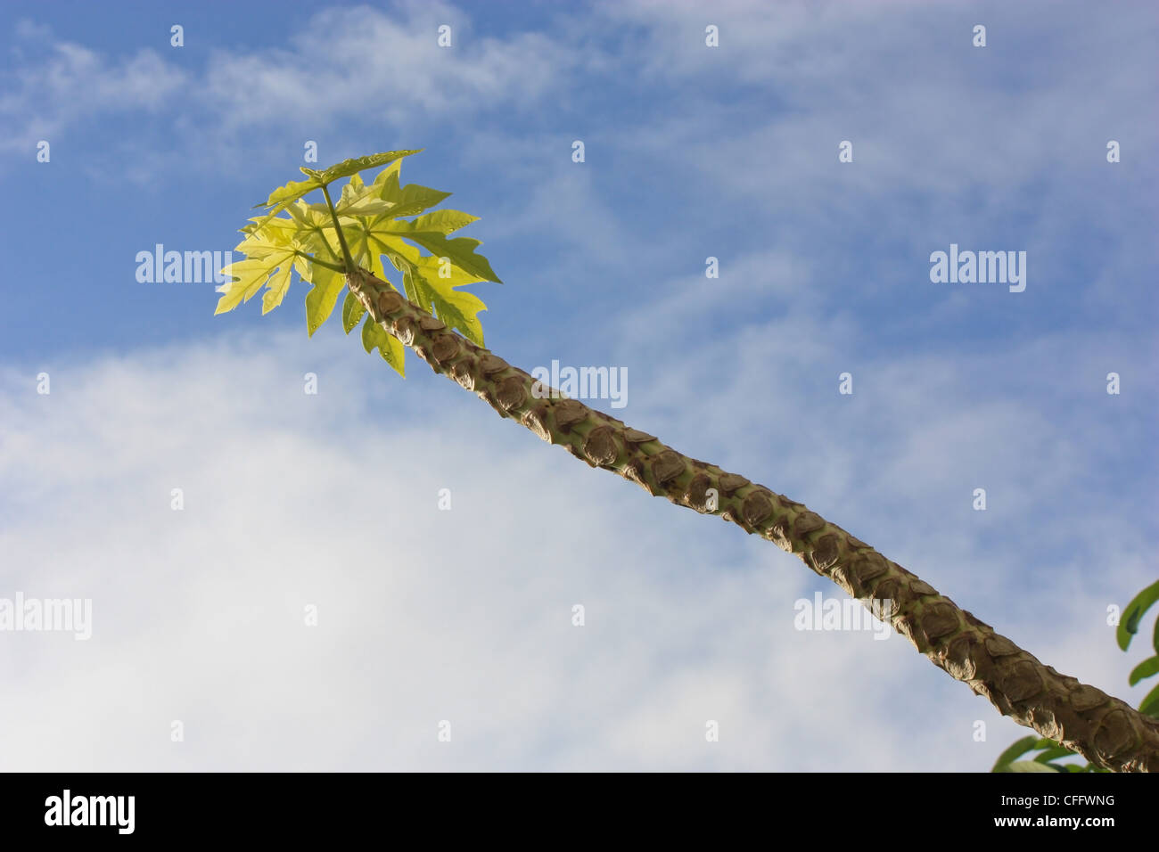 Yellow papaya tree hi-res stock photography and images - Alamy