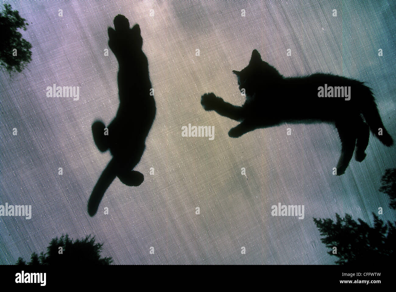 Cats on Trampoline Photographed from Below Stock Photo - Alamy