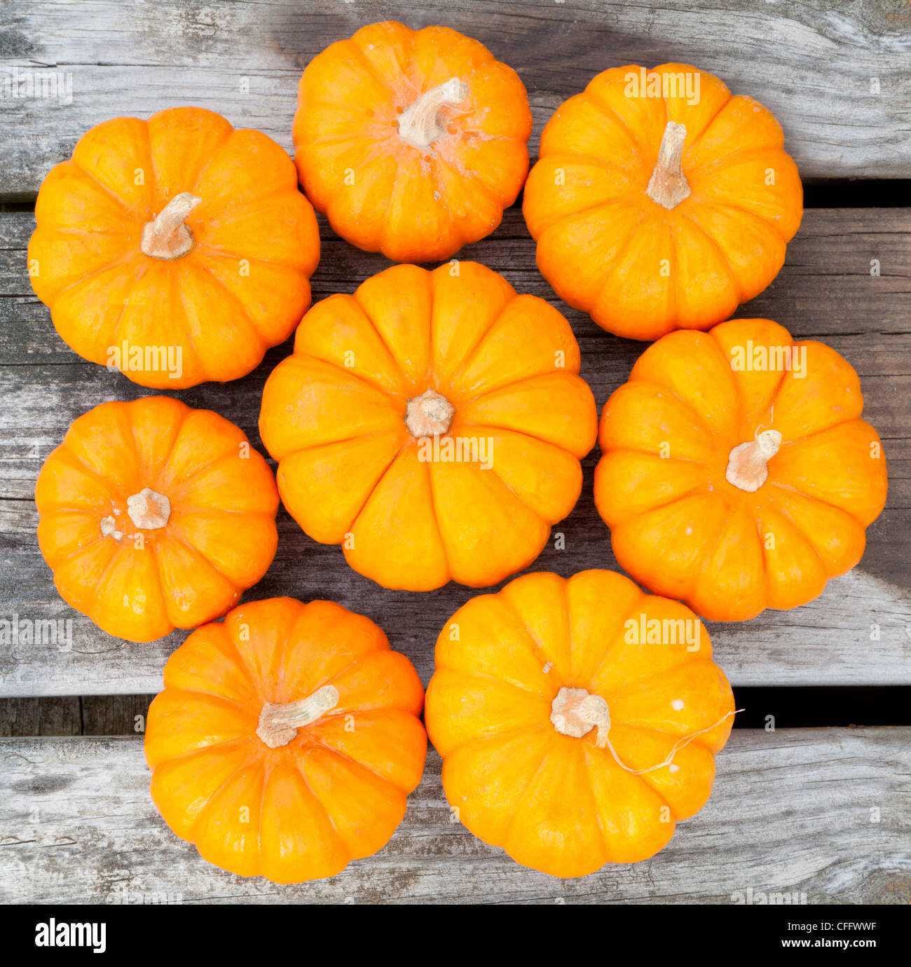 Miniature decorative pumpkins Stock Photo - Alamy