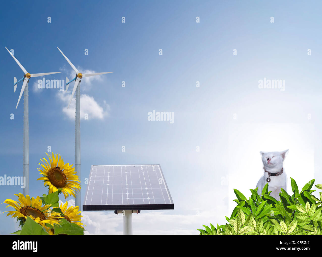 Alternative energy with sunflowers and little cat Stock Photo - Alamy