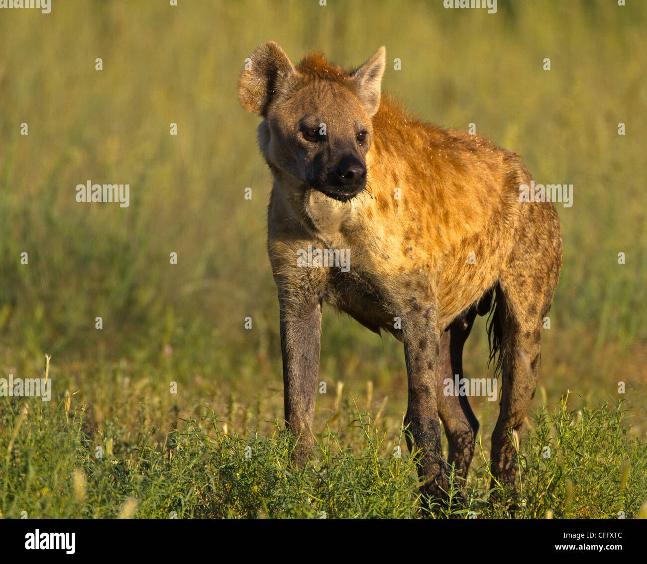 Hayena hi-res stock photography and images - Alamy