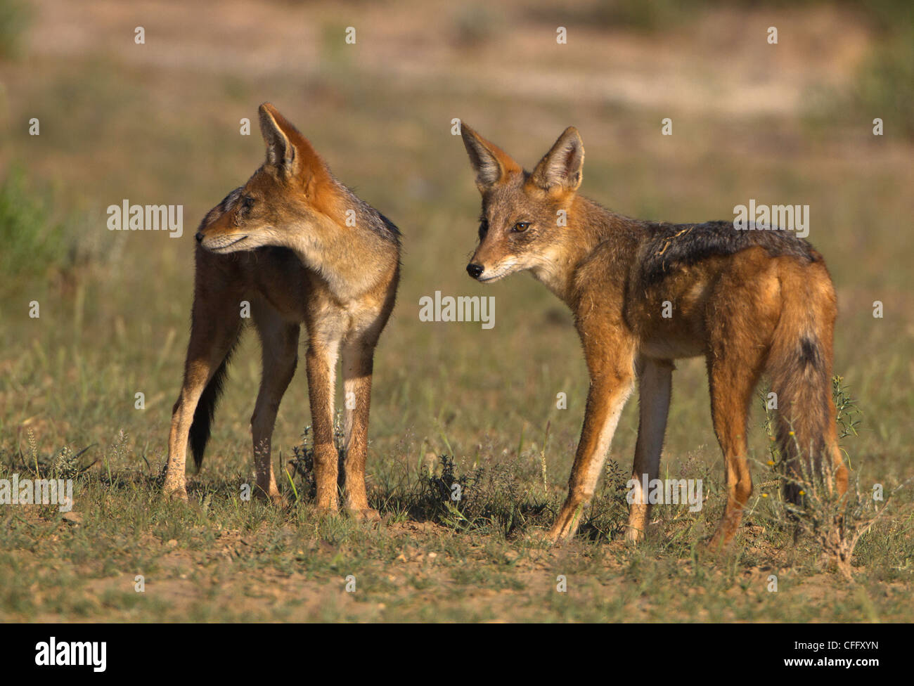 Africa jackal hi-res stock photography and images - Alamy
