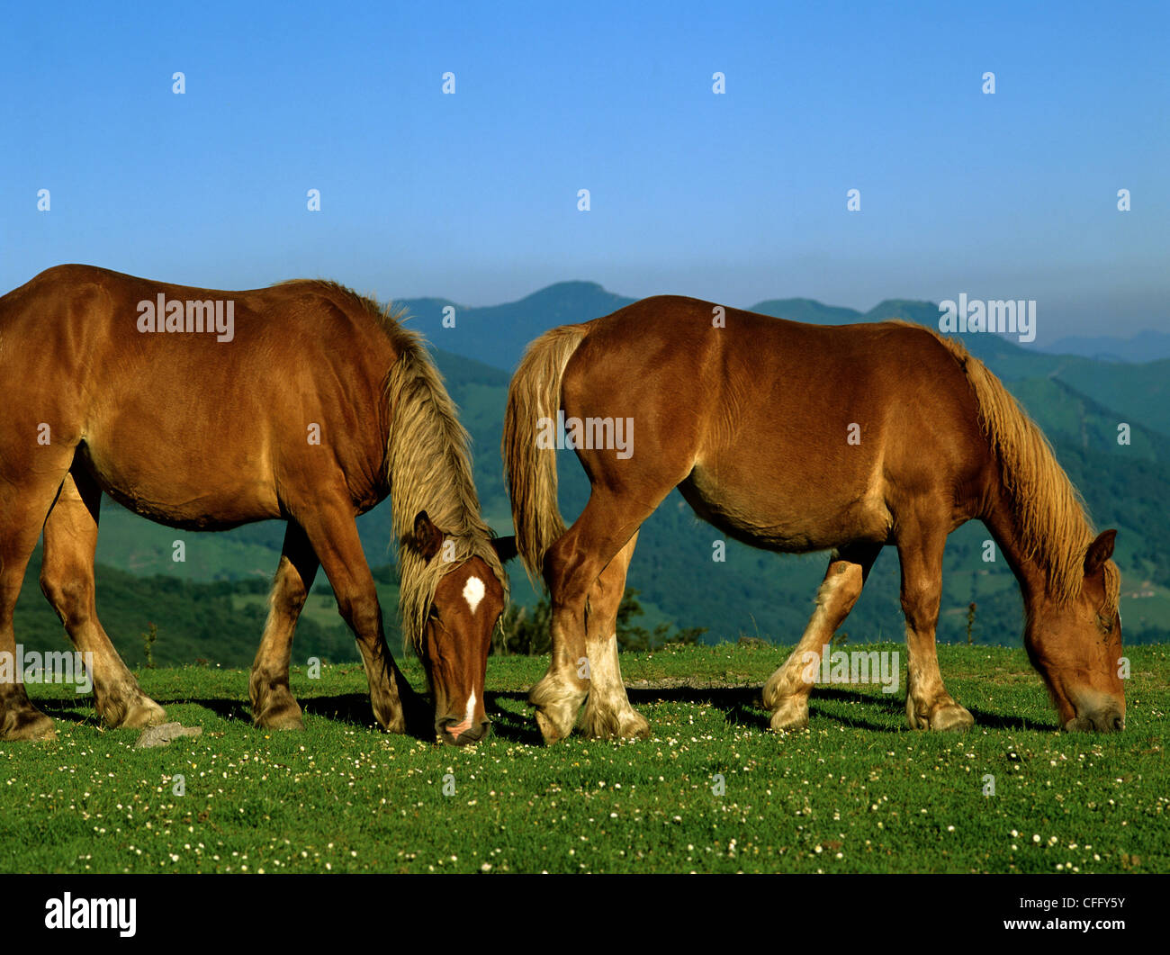 Pyrenees pottock horses hi-res stock photography and images - Alamy