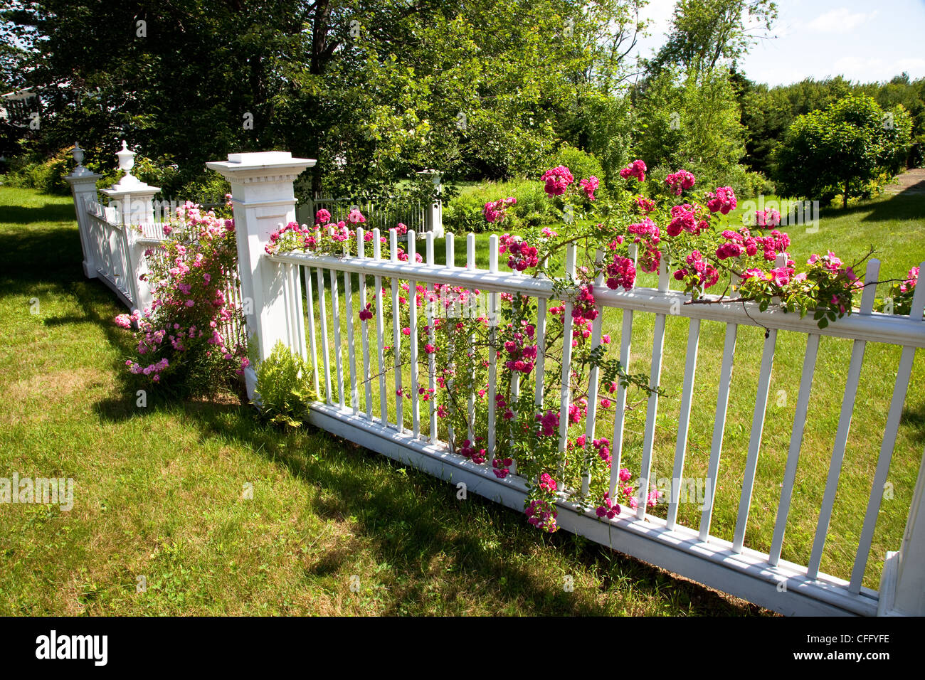 Red climbing roses hi-res stock photography and images - Alamy