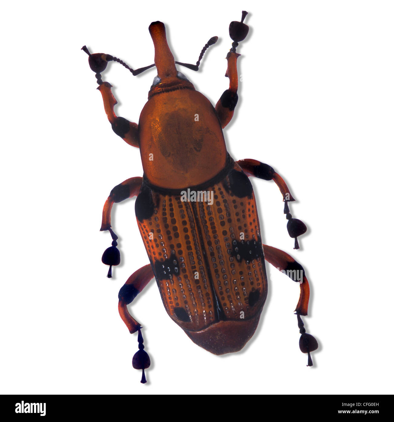 Henry Lin High Resolution Stock Photography and Images - Alamy