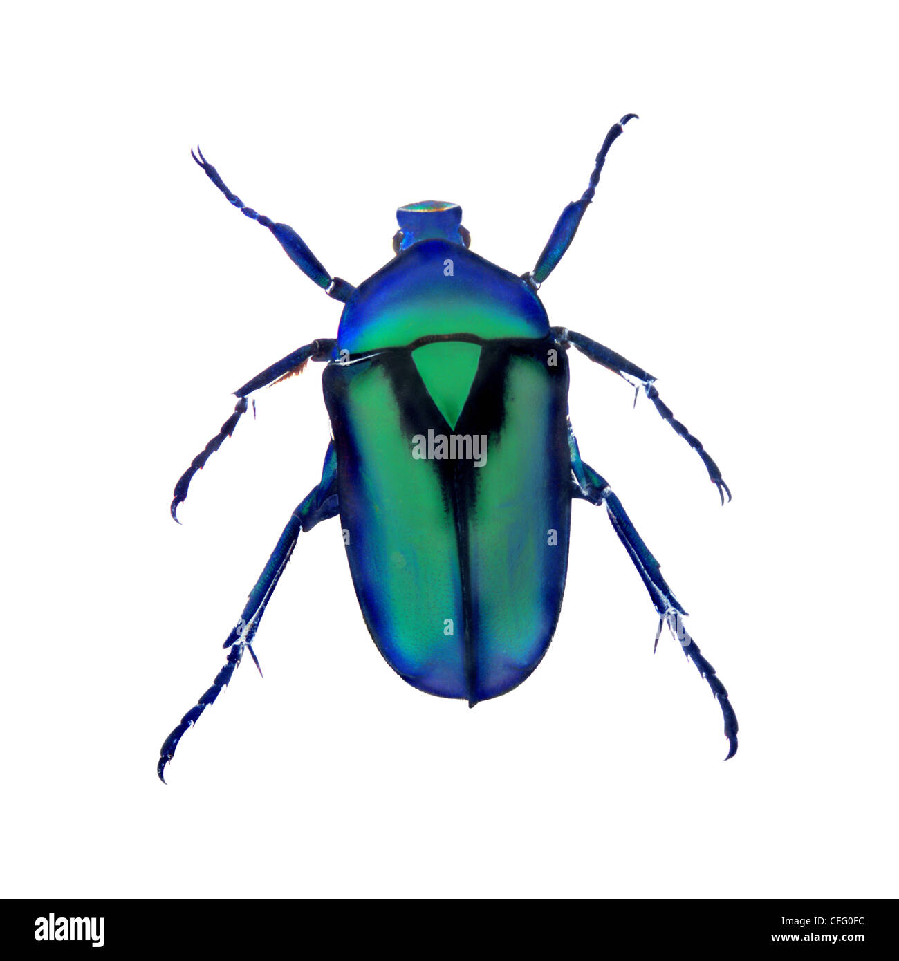 Blue Green Insect